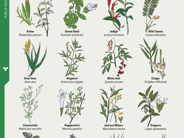 Tropical Leaves of Costa Rica | Costa Pacifica LIVING