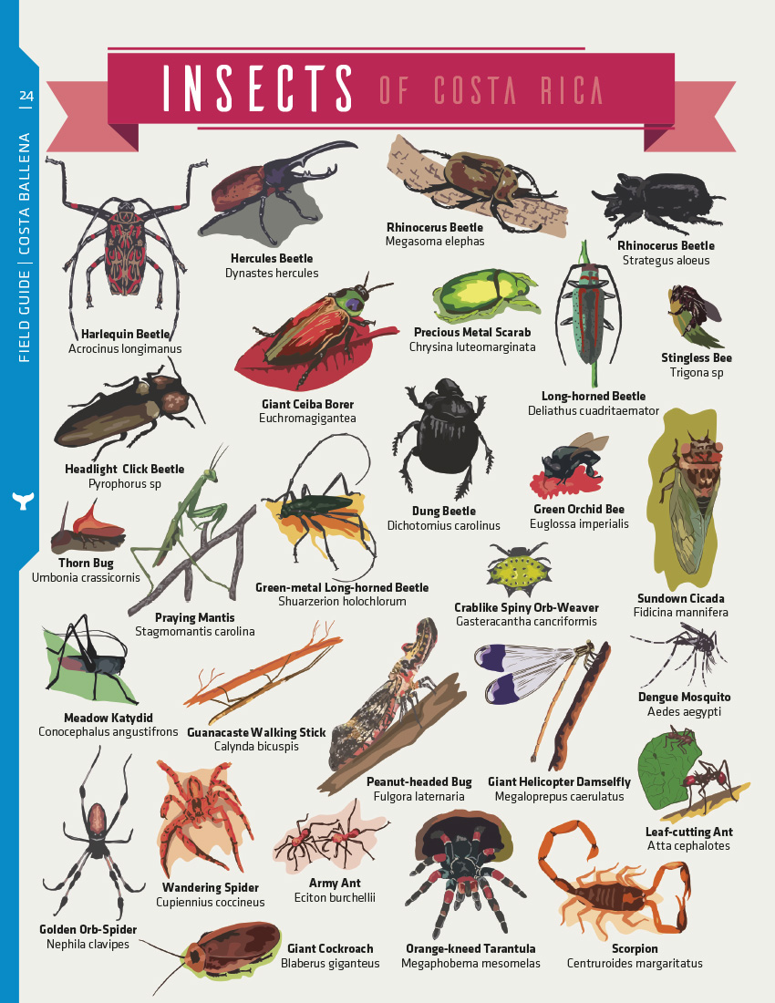 Insects of Costa Rica | Costa Pacifica LIVING