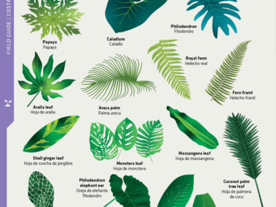 Herbs of Costa Rica | Costa Pacifica LIVING