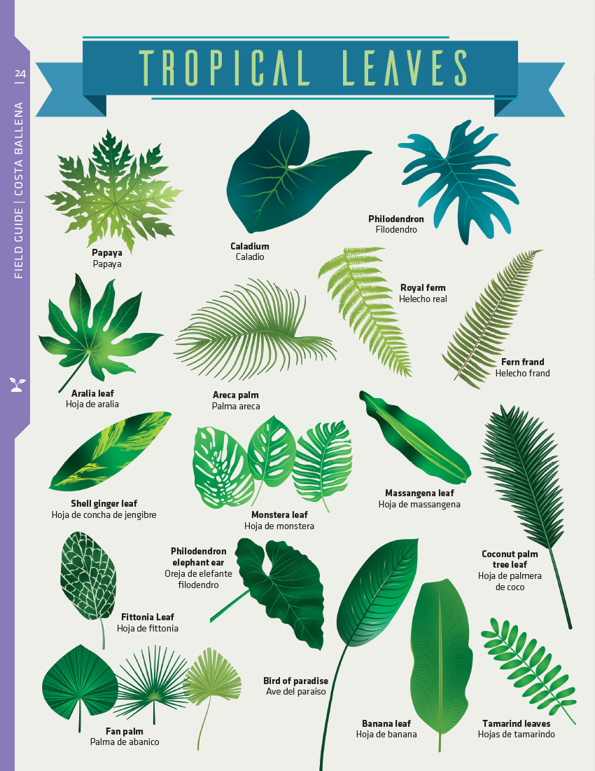 Tropical Leaves of Costa Rica | Costa Pacifica LIVING