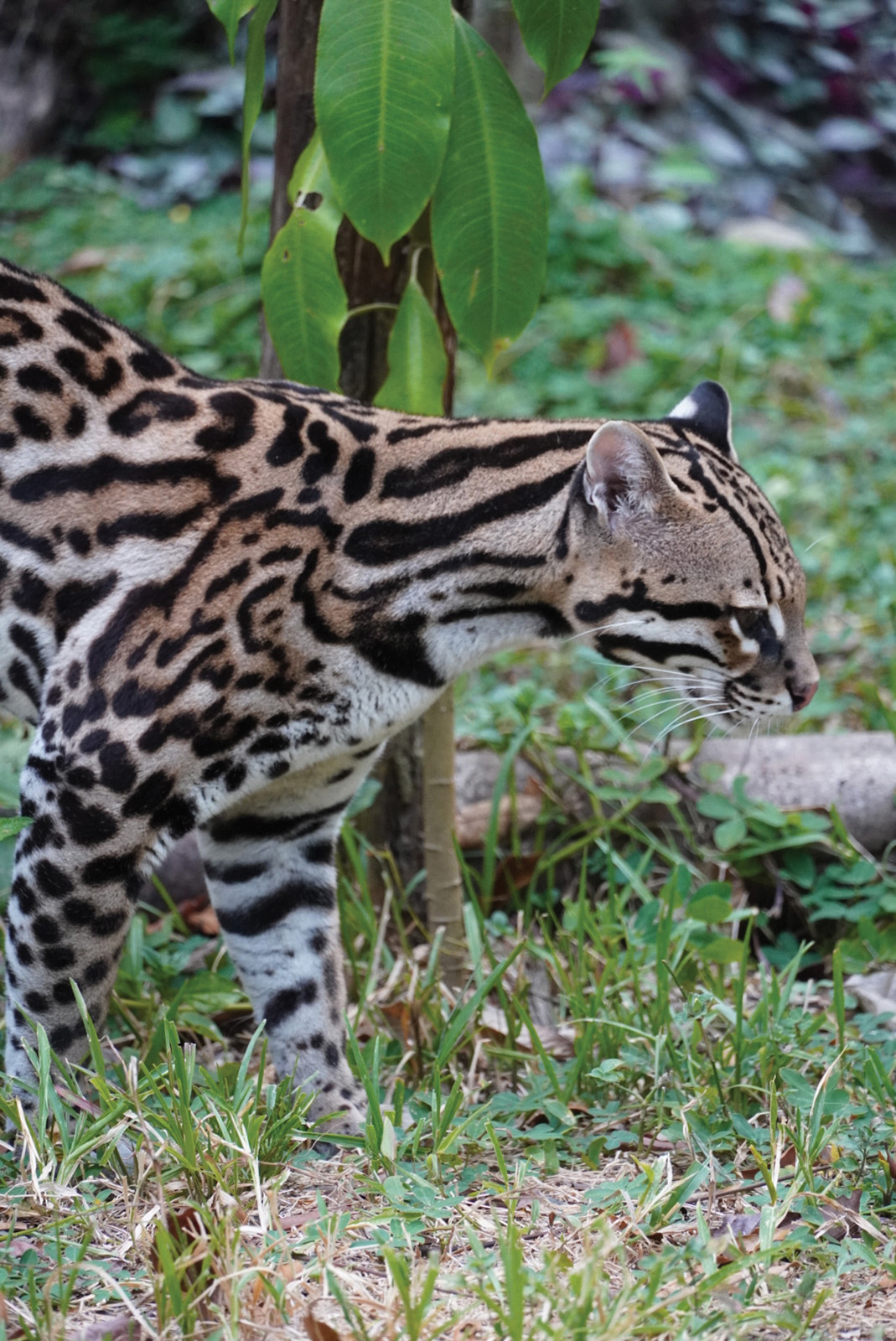 ¡Al Sauve! For the sake of the animals | Costa Pacifica LIVING